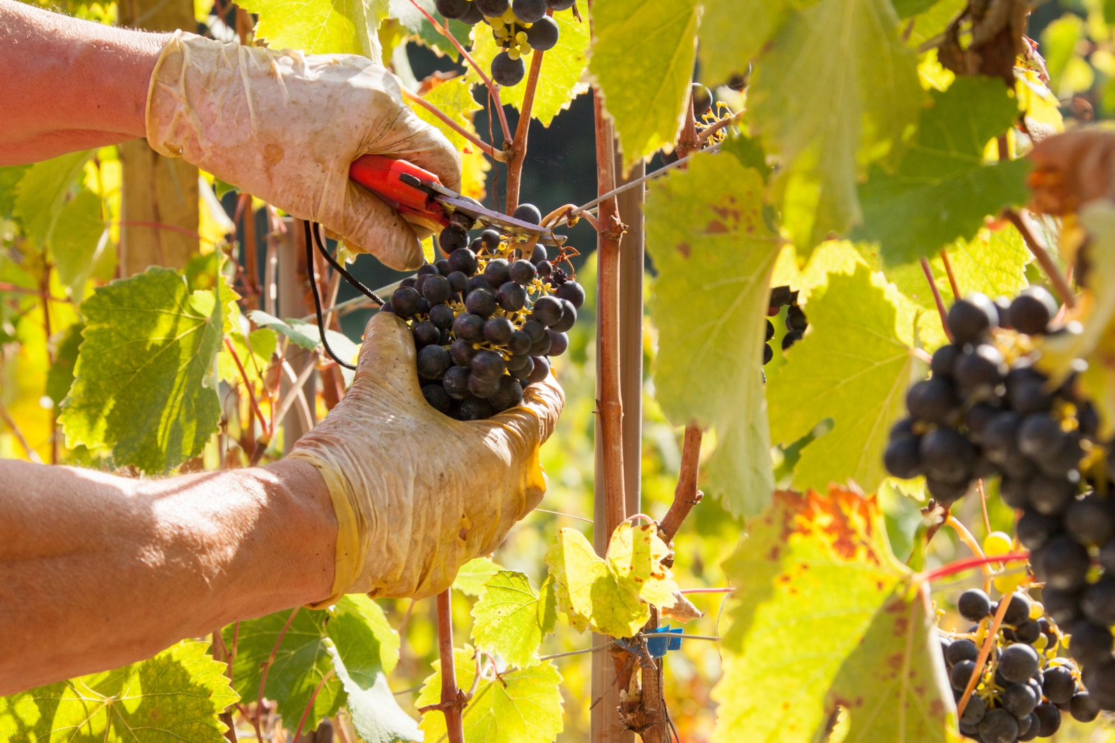 The Grape Escape - Fleewinter