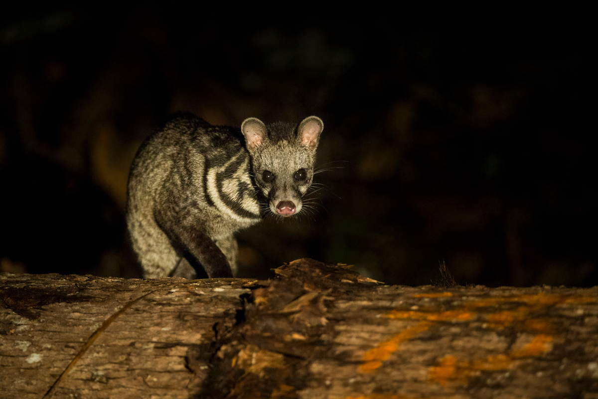 Borneo - civet - Fleewinter